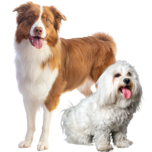 Just Russel - Een uniek recept speciaal voor je huisdier