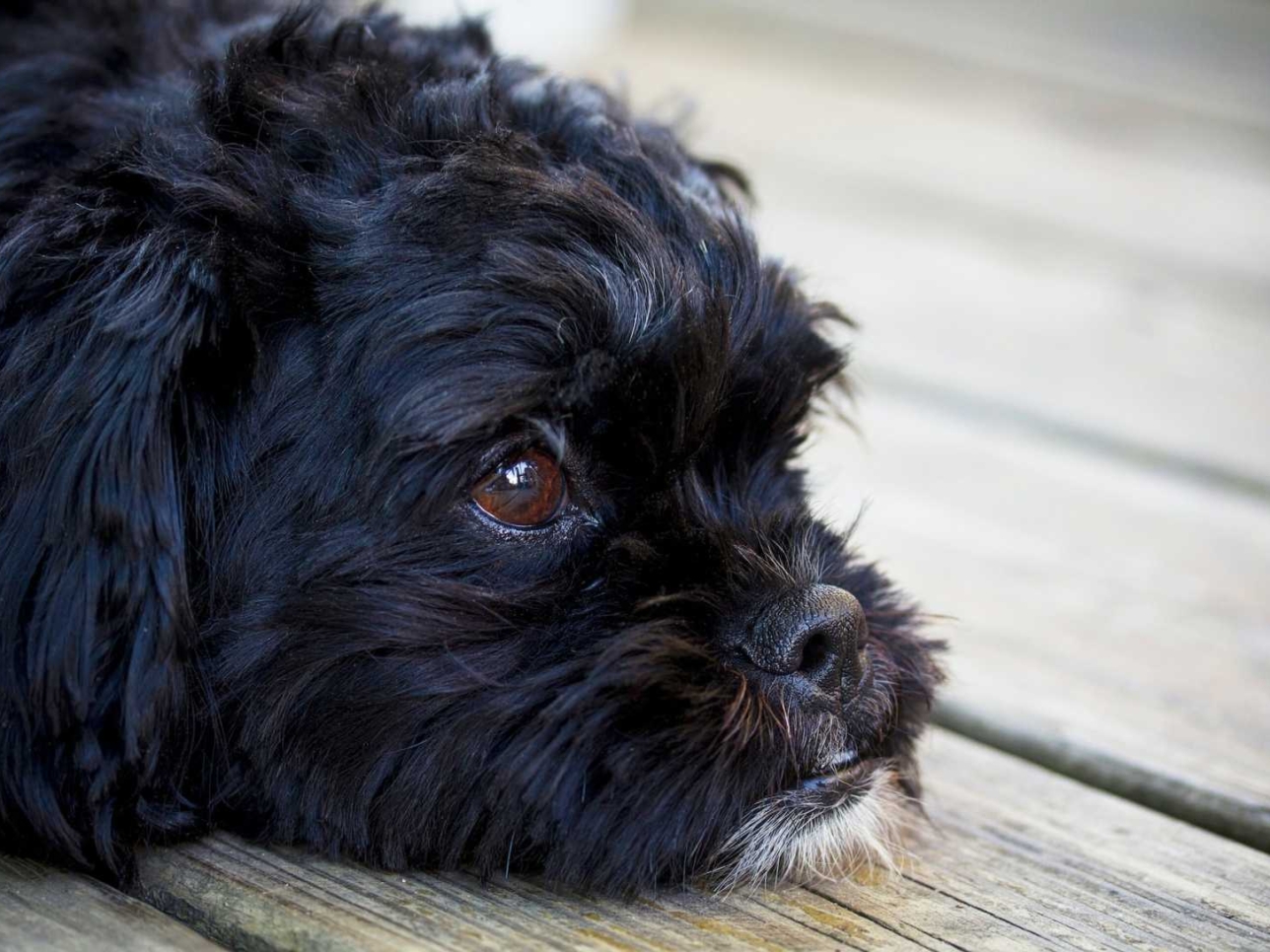 Gele, slijmerige ontlasting bij mijn hond - Just Russel