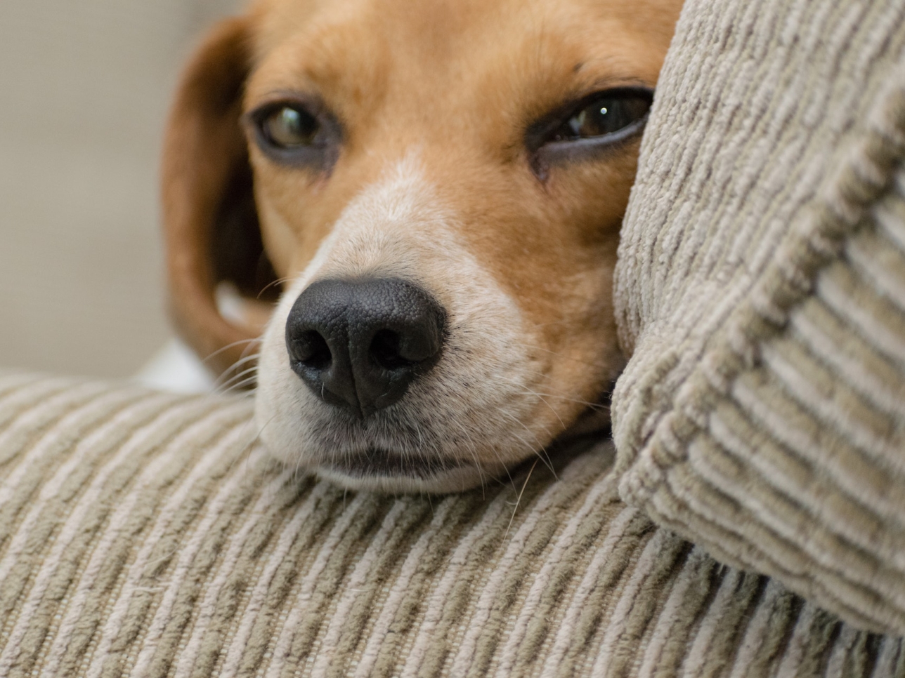 9 leuke weetjes over honden voor echte kenners - Just Russel
