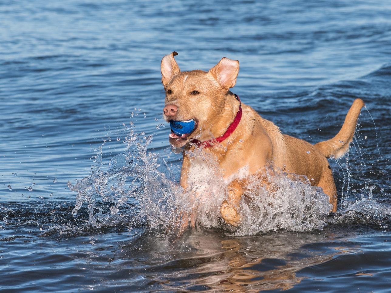 9 leuke weetjes over honden voor echte kenners - Just Russel