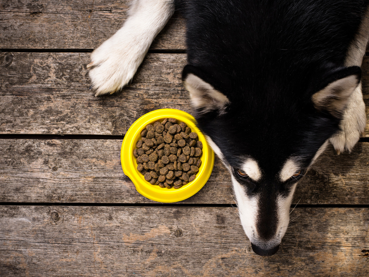 Wat betekent het als een hond geel overgeeft? - Just Russel