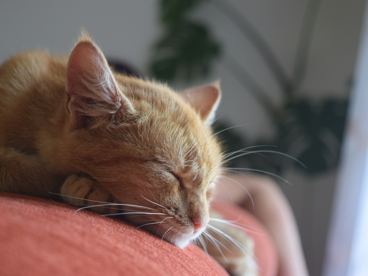 Kattentaal en de staart van je kat: dit wil het zeggen! - Just Russel