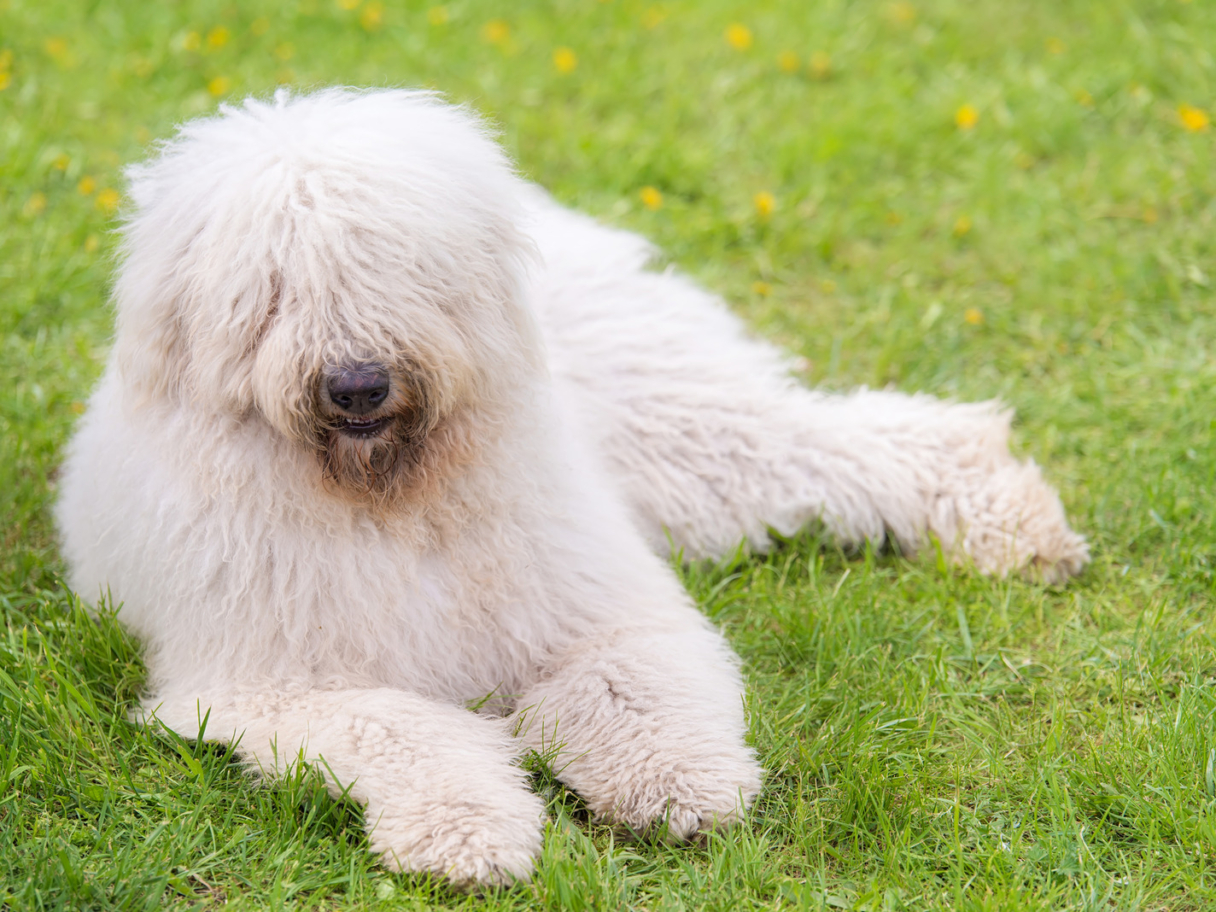 Wat betekent het als een hond geel overgeeft? - Just Russel