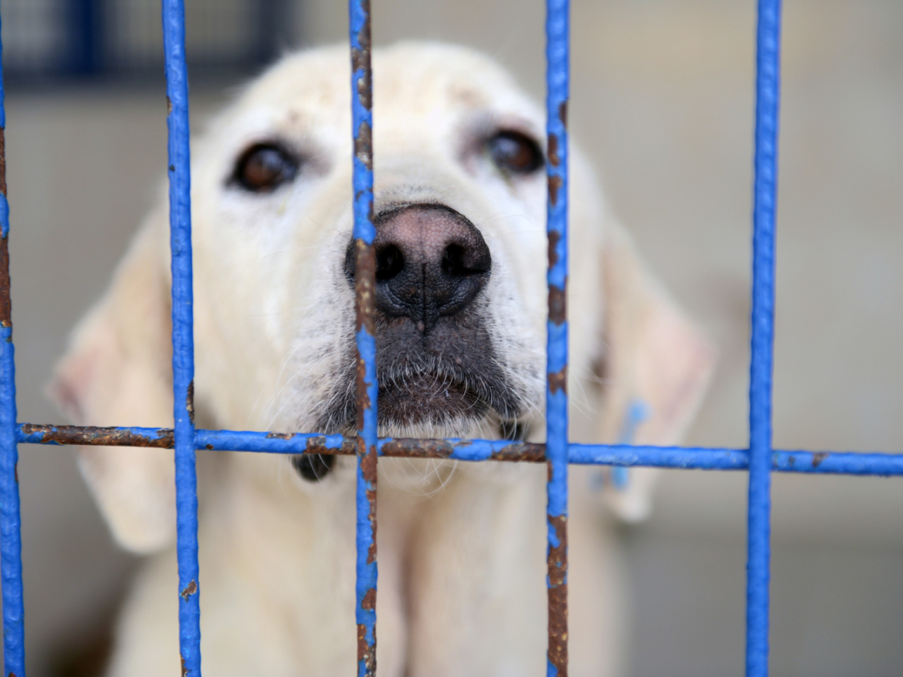 9 leuke weetjes over honden voor echte kenners - Just Russel