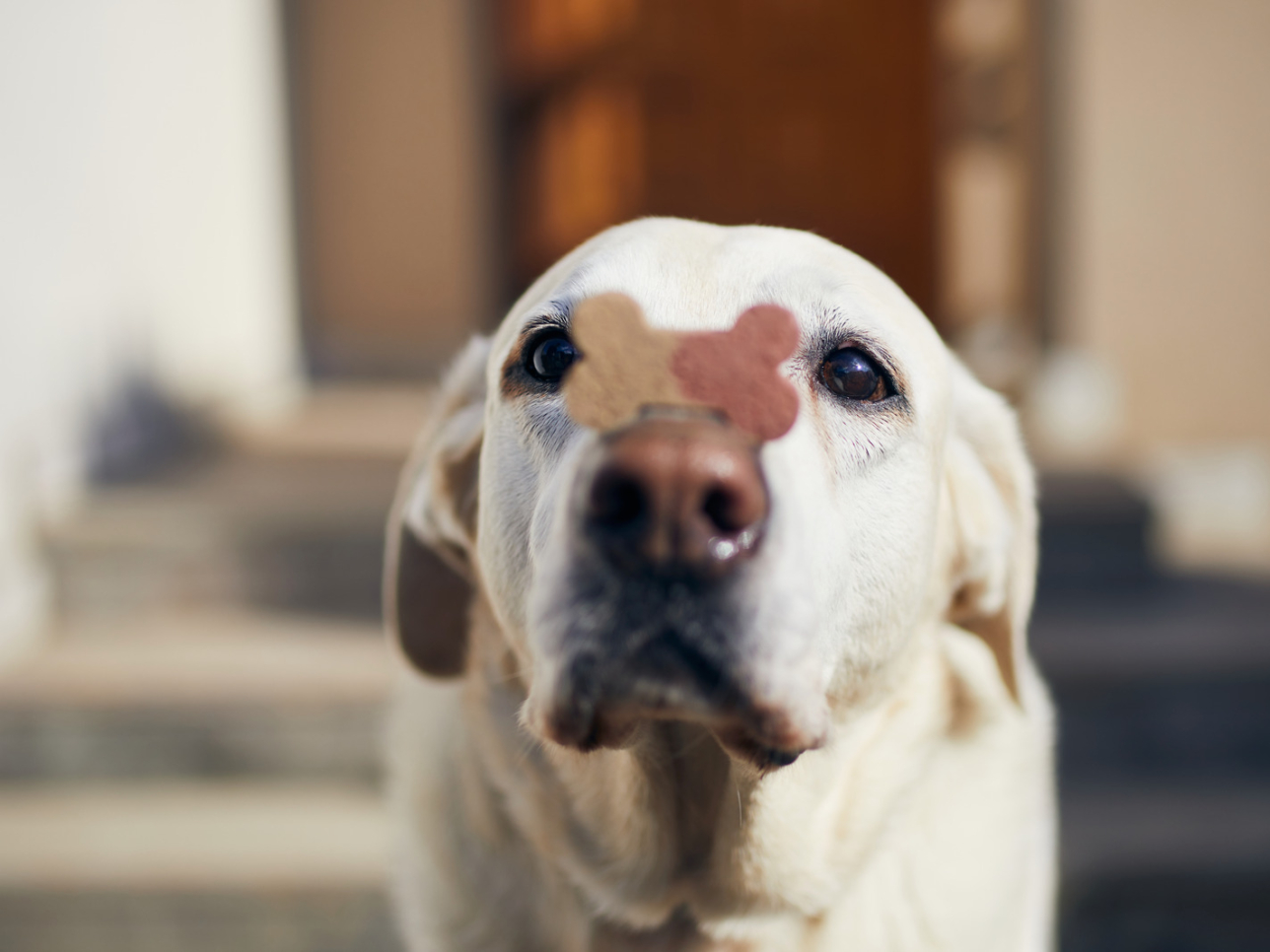 9 leuke weetjes over honden voor echte kenners - Just Russel