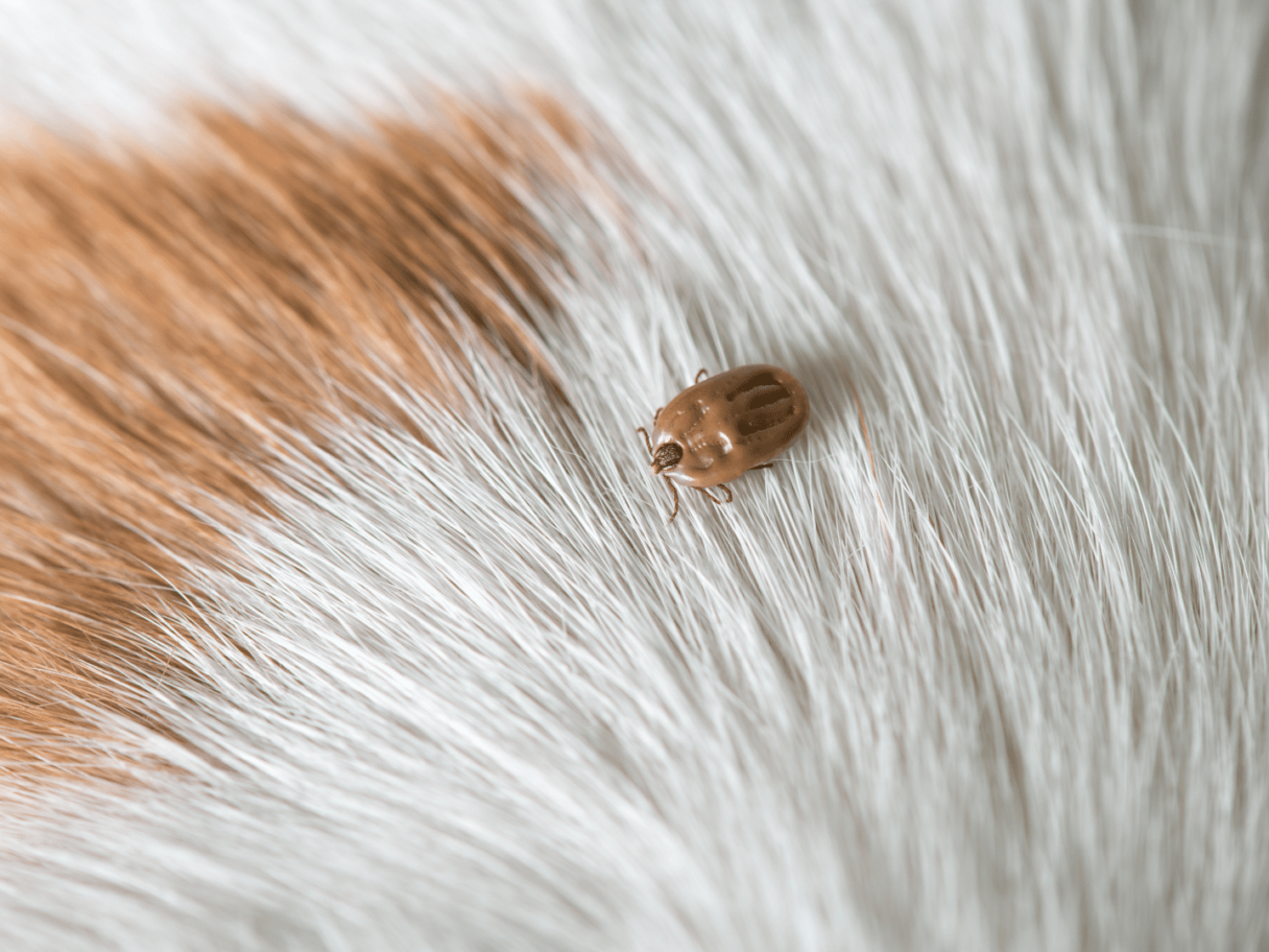 Gele, slijmerige ontlasting bij mijn hond - Just Russel