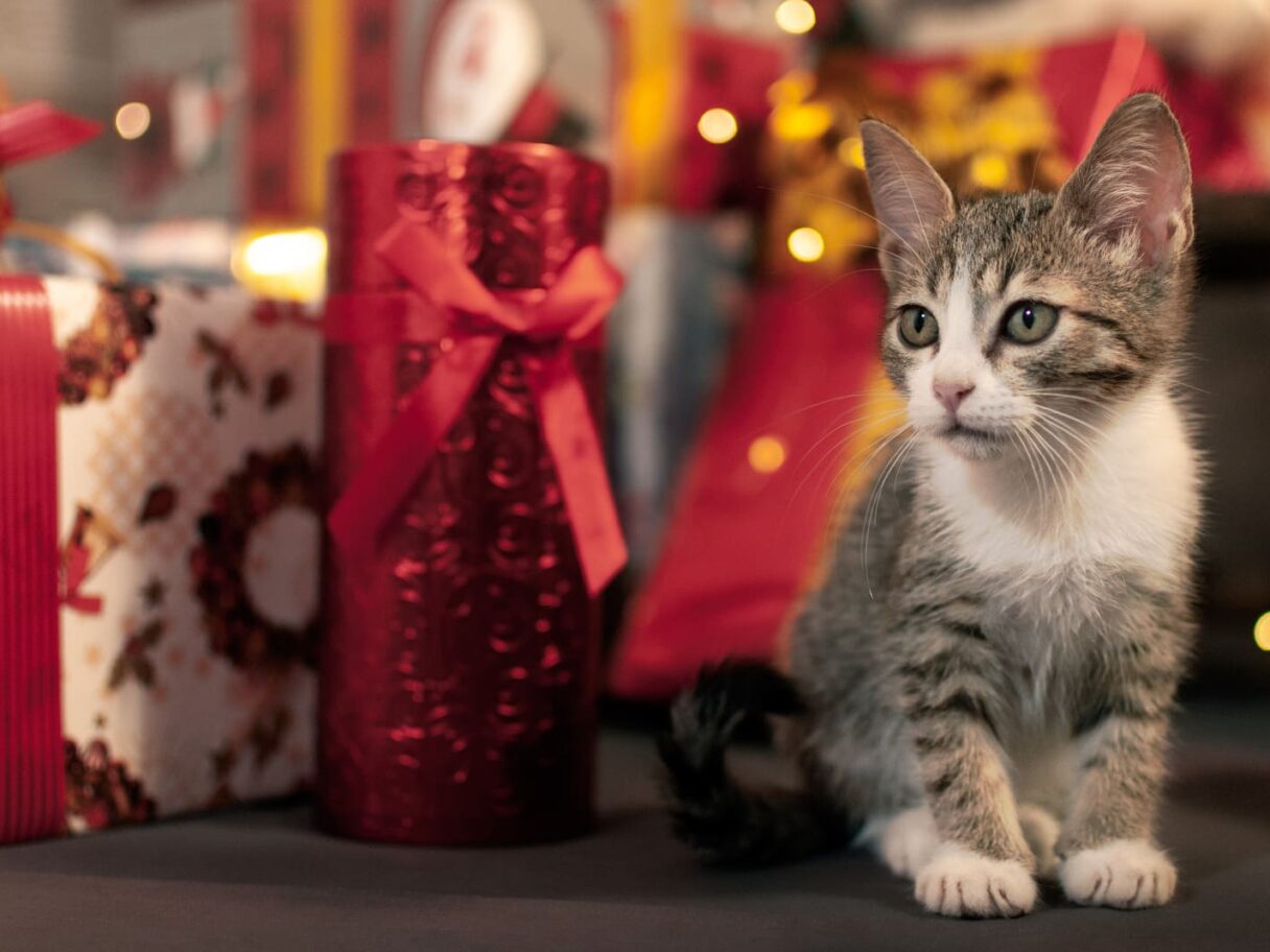 Kattentaal en de staart van je kat: dit wil het zeggen! - Just Russel