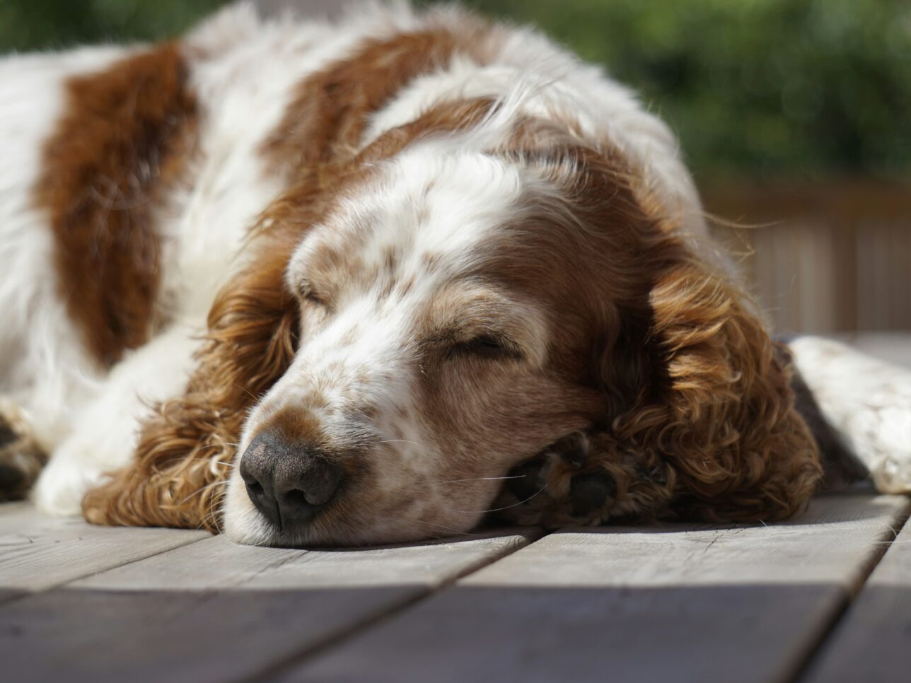 9 leuke weetjes over honden voor echte kenners - Just Russel