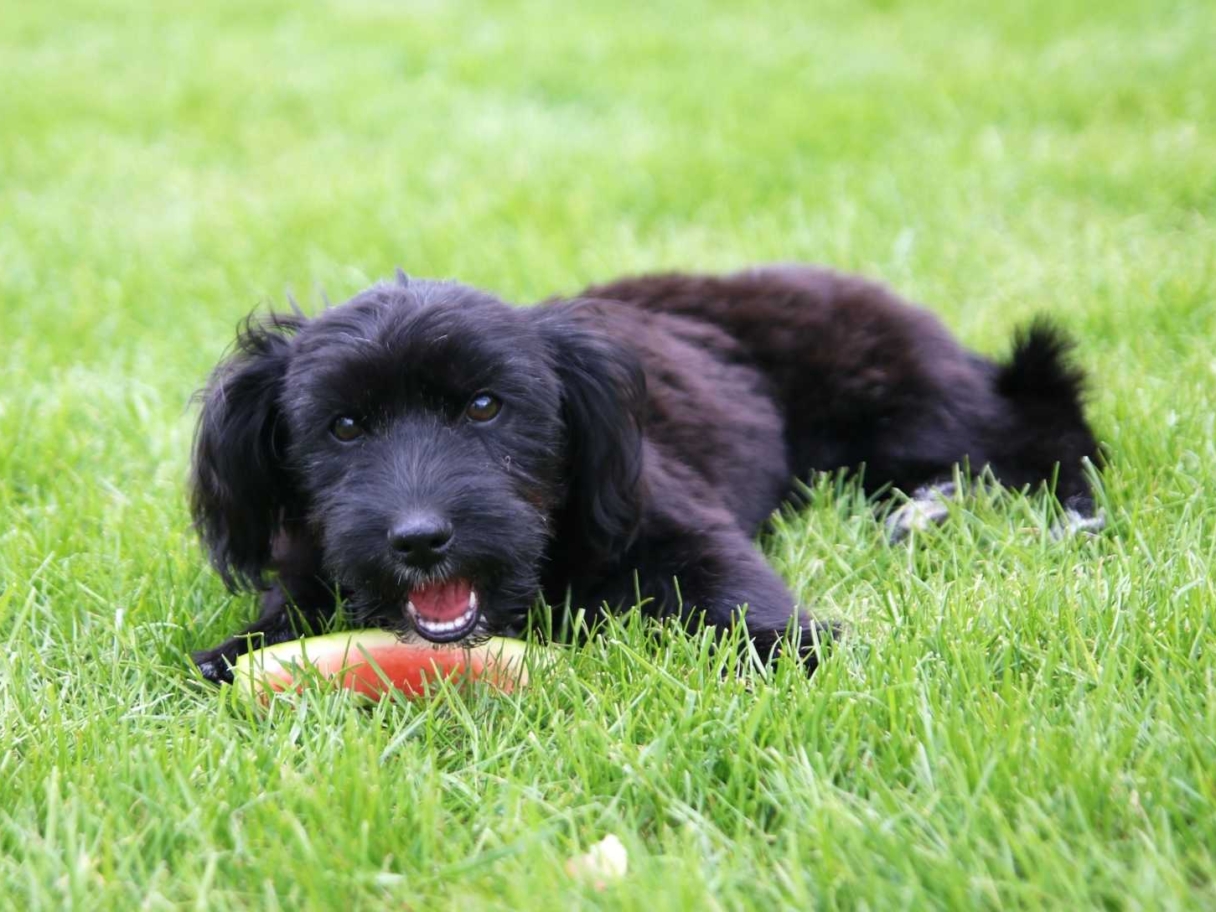 9 leuke weetjes over honden voor echte kenners - Just Russel