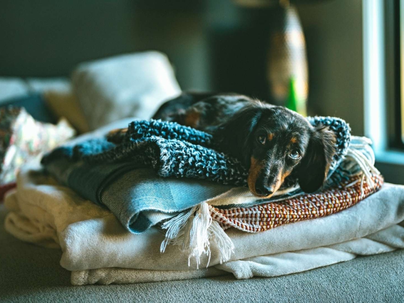 9 leuke weetjes over honden voor echte kenners - Just Russel