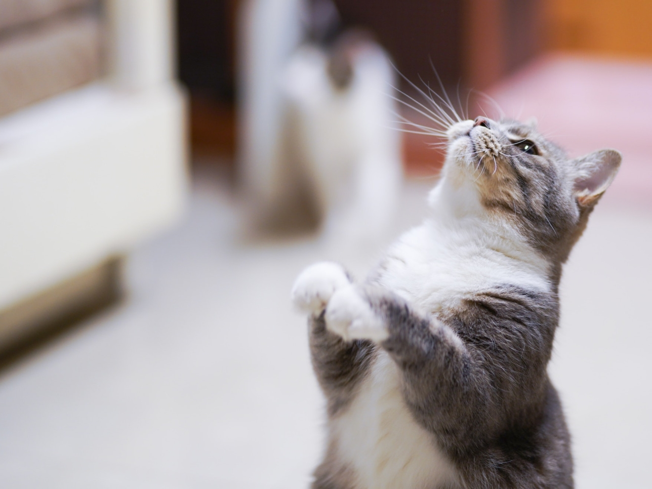 Kattentaal en de staart van je kat: dit wil het zeggen! - Just Russel