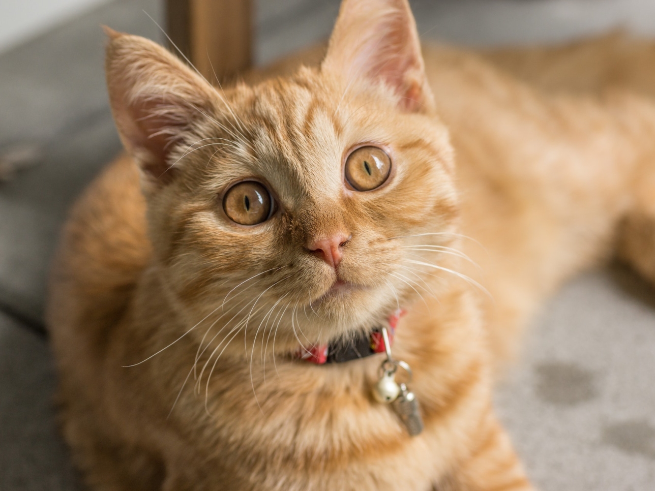 Kattentaal en de staart van je kat: dit wil het zeggen! - Just Russel