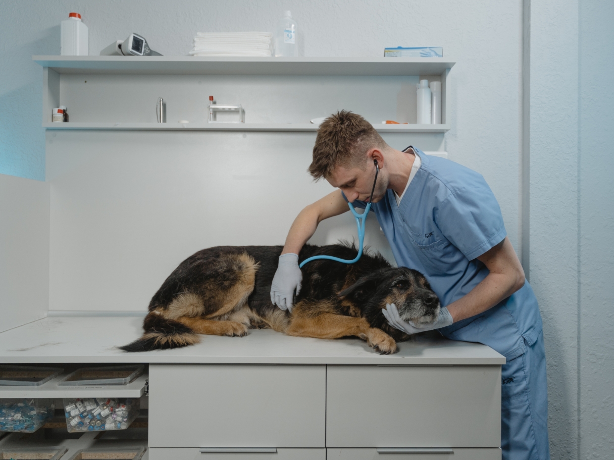 Wat betekent het als een hond geel overgeeft? - Just Russel