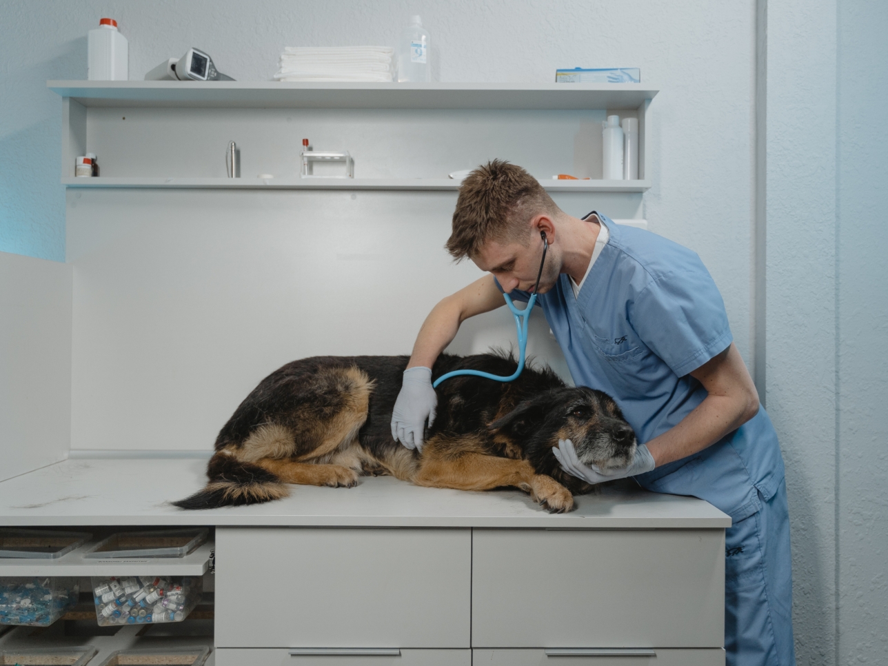Wat betekent het als een hond geel overgeeft? - Just Russel