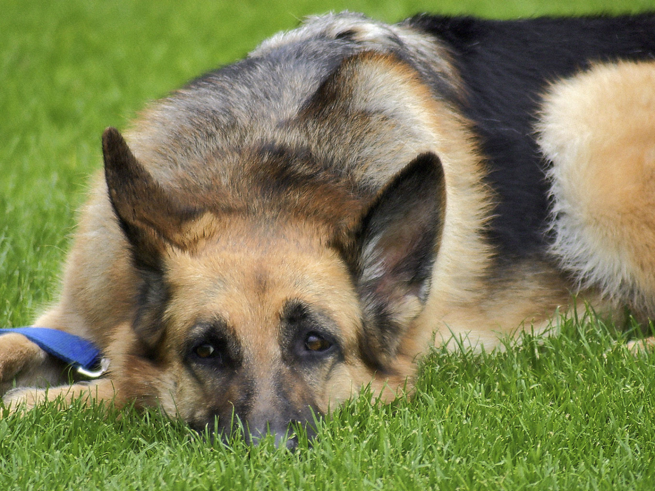 Botkanker bij honden: van oorzaken tot behandeling - Just Russel
