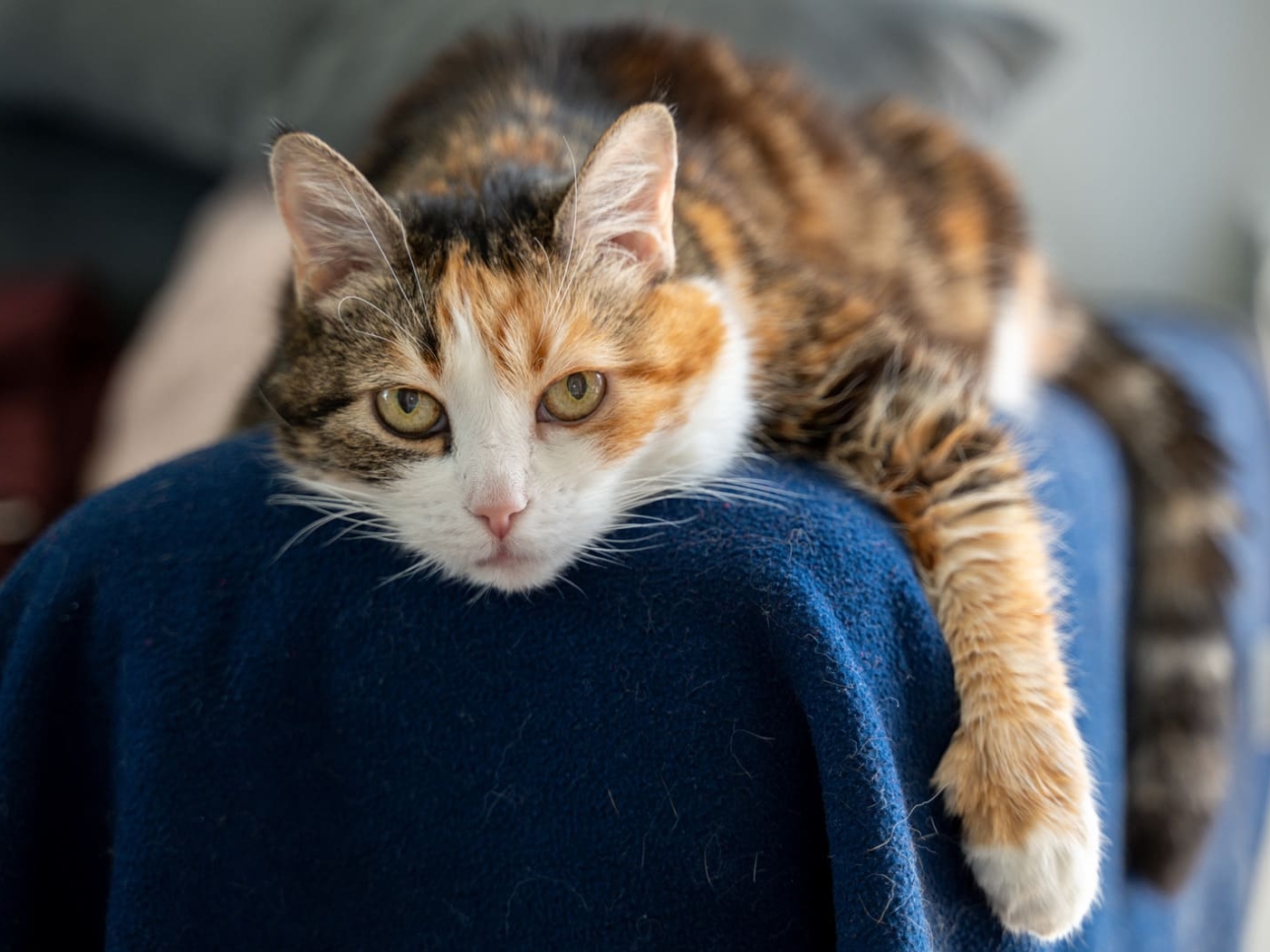 Kattentaal en de staart van je kat: dit wil het zeggen! - Just Russel