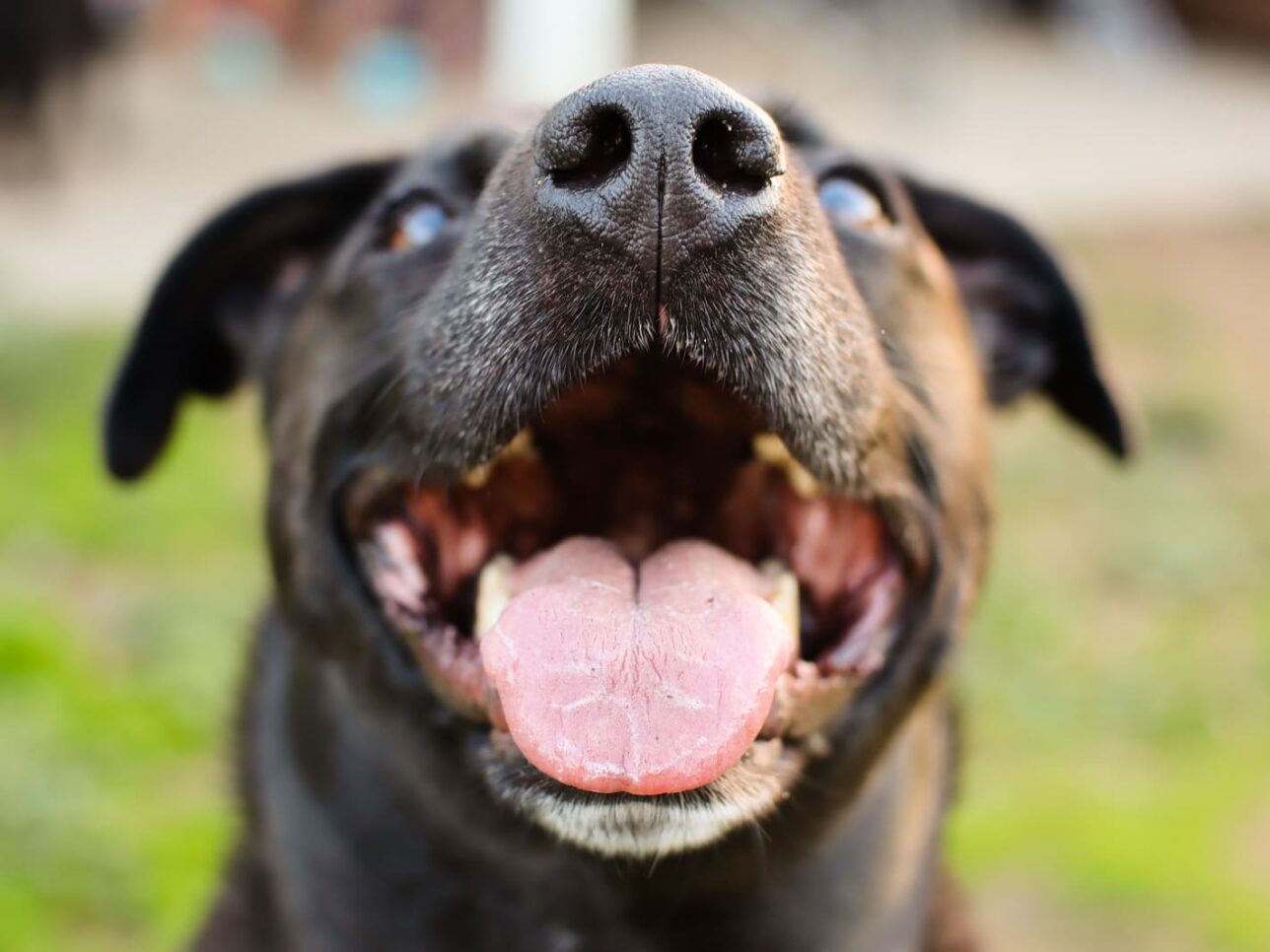 9 leuke weetjes over honden voor echte kenners - Just Russel