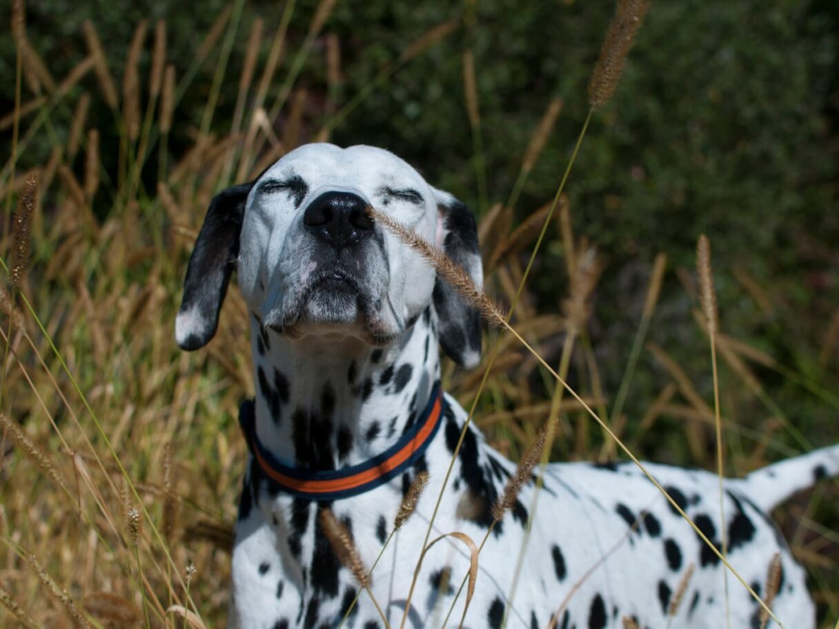 9 leuke weetjes over honden voor echte kenners - Just Russel
