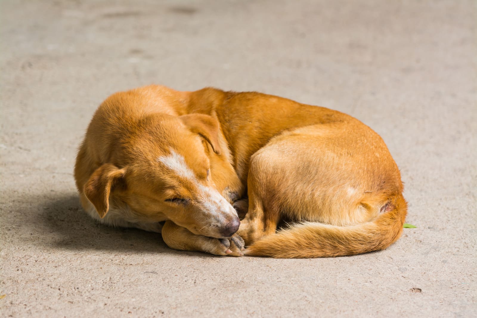 Alles Wat Je Moet Weten Over De Slaaphouding Van Je Hond Just Russel Alles Wat Je Moet Weten Over De Slaaphouding Van Je Hond Just Russel
